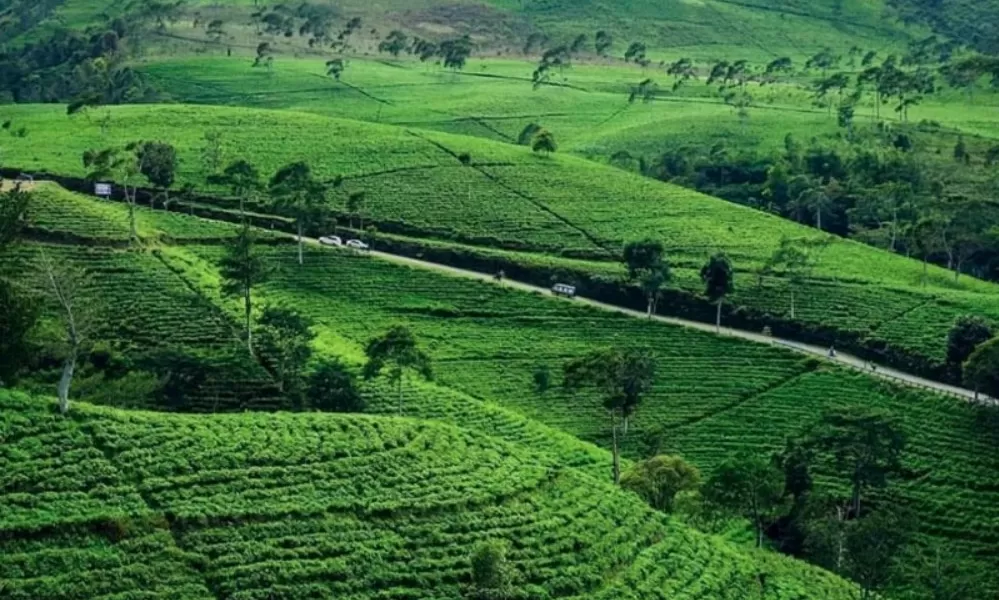 Hamparan Kebun Teh Kemuning: Wisata Alam dan Kuliner di Solo